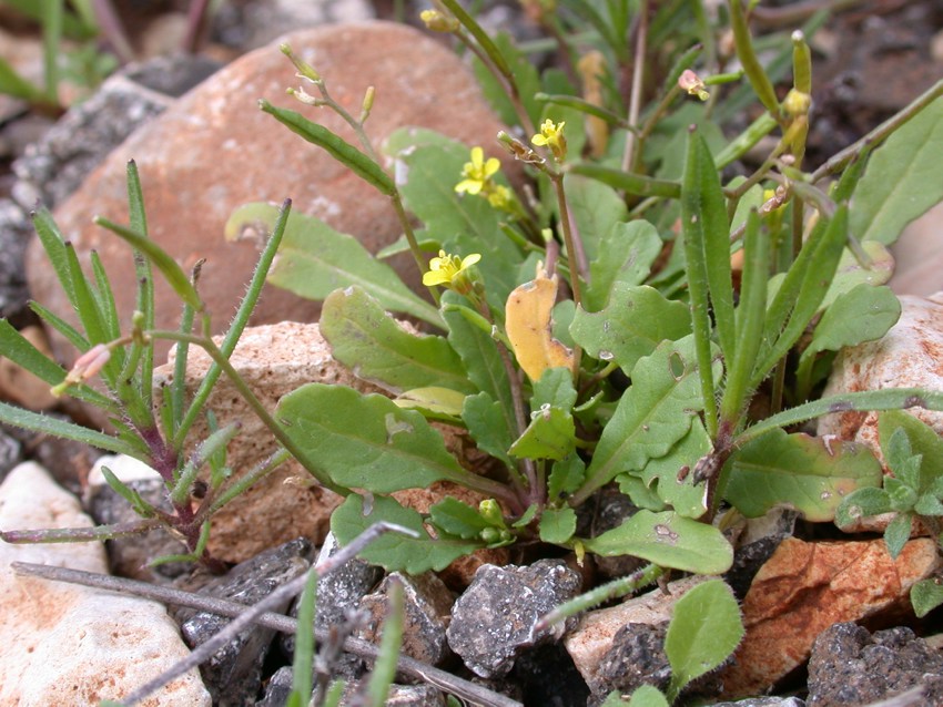 טוריים קטנים Diplotaxis viminea – האם הצמח הוא מין נדיר? - כלנית