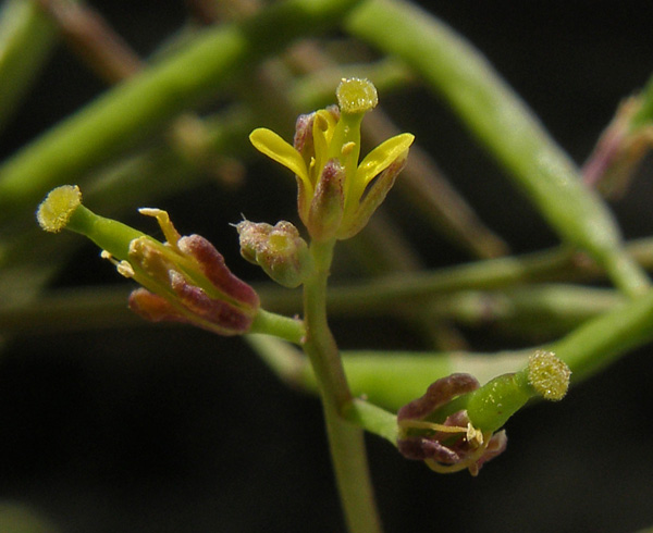 טוריים קטנים Diplotaxis viminea – האם הצמח הוא מין נדיר? - כלנית