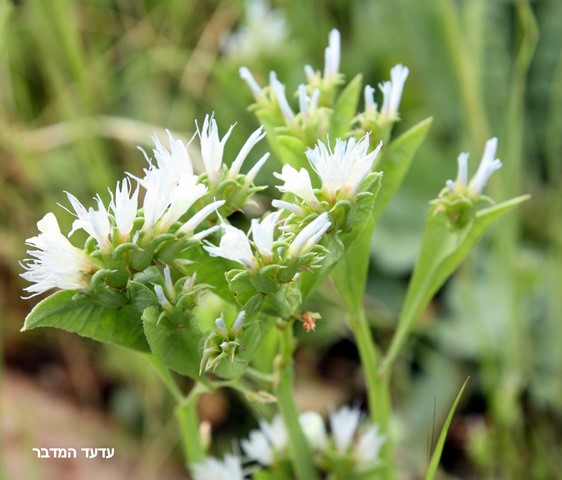 עדעד המדבר Limonium lobatum - פורח במדבר ובספר (מאי 2016) - כלנית