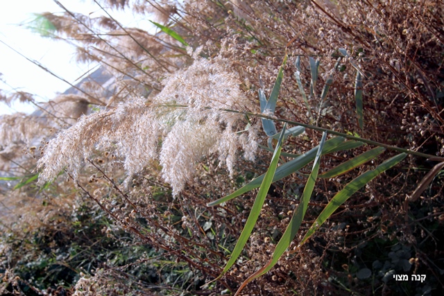 %d7%9e%d7%9b%d7%91%d7%93-%d7%a9%d7%9c-%d7%a7%d7%a0%d7%94-%d7%9e%d7%a6 ...