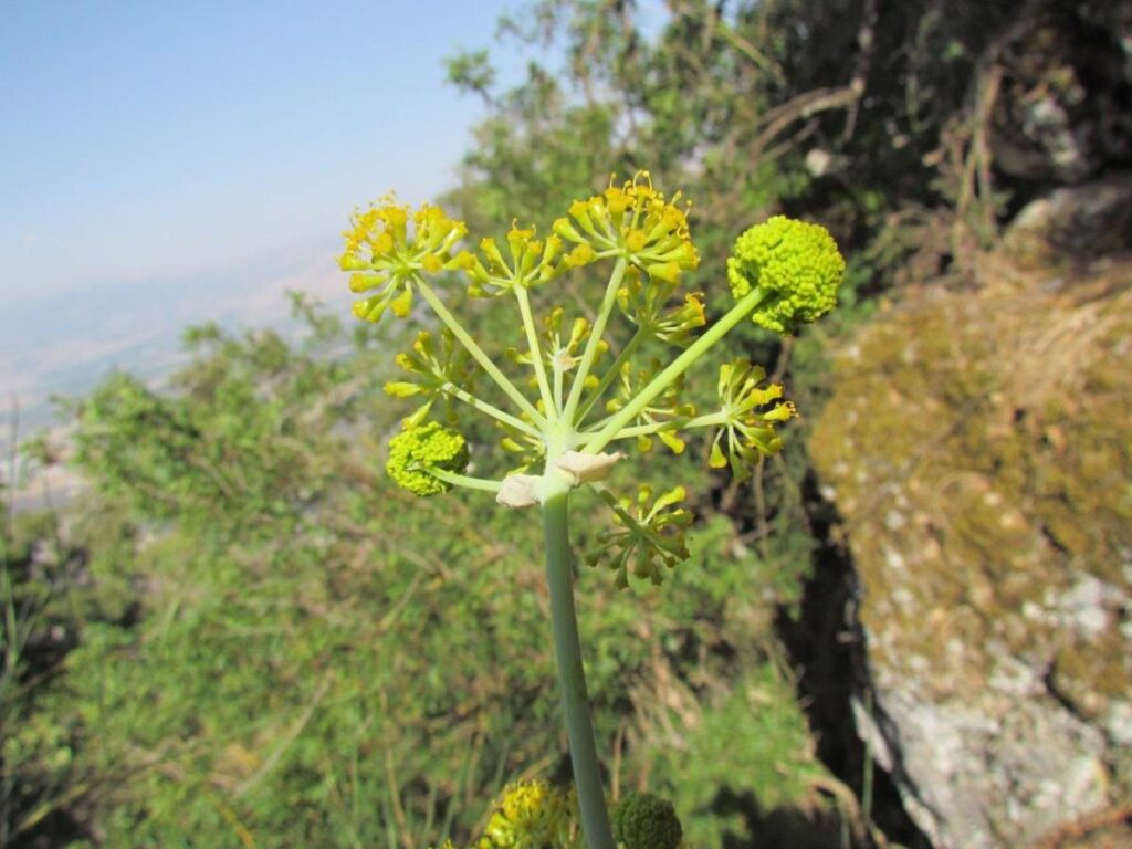 %d7%aa%d7%9e%d7%95%d7%a0%d7%94-8-%d7%9b%d7%9c%d7%9a-%d7%aa%d7%a4%d7%a8 ...