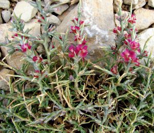 Noaea mucronata 1140 נואית קוצנית (2) - כלנית