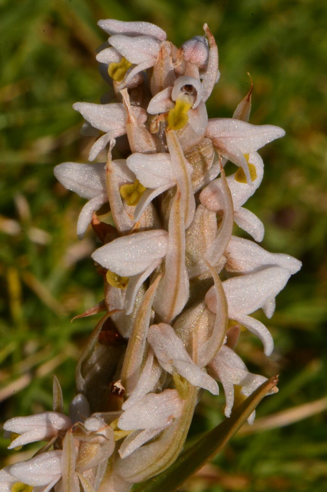 סחלב המדשאות Zeuxine strateumatica - מין גר חדש לישראל - כלנית